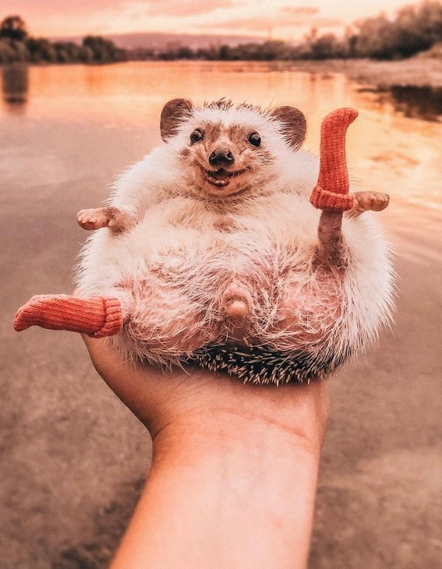 Top 6 most popular animals on *******, which are interesting to watch ...